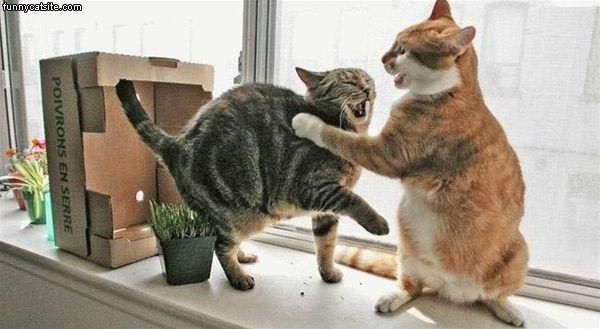 Recognising and resolving cat conflict – Canberra Cat Vet